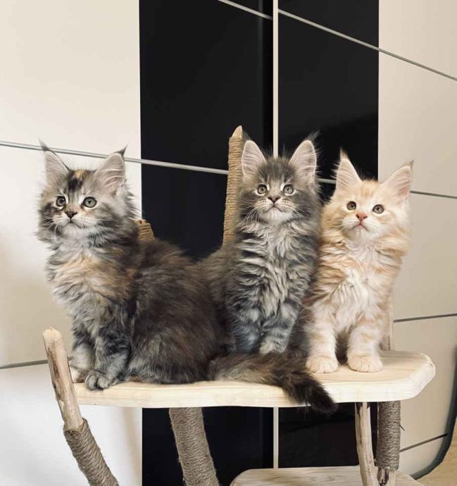 Maine Coon / Mejn Kun mačići