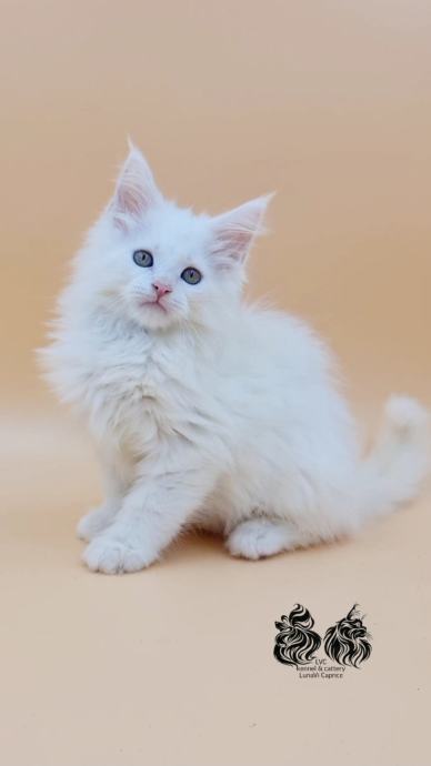 Maine Coon Polydaktyl vrhunsko Belo Mace!