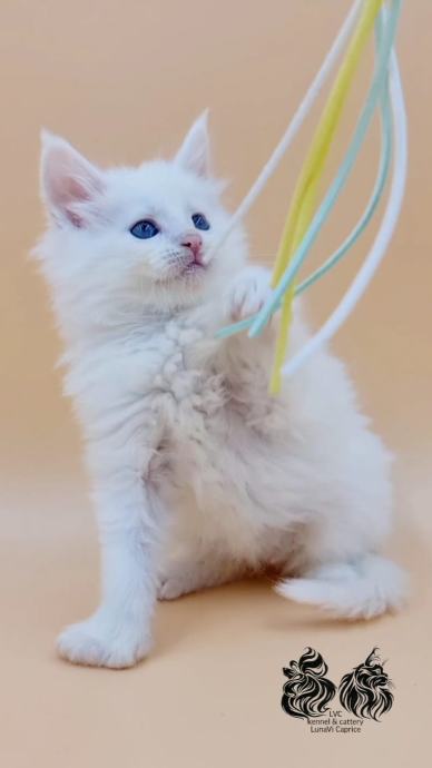 Maine Coon Polydaktyl vrhunsko Belo Mace!