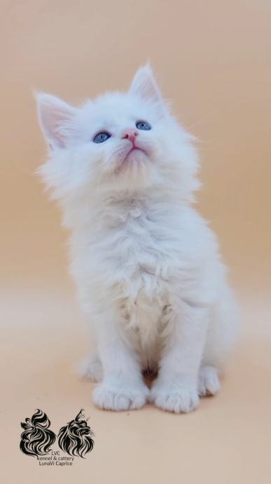 Maine Coon Polydaktyl vrhunsko Belo Mace!