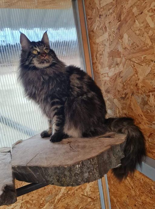 MAINE COON - RIOCOONS*HR