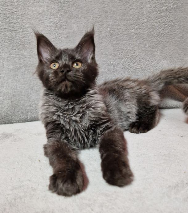 MAINE COON, RIOCOONS*HR