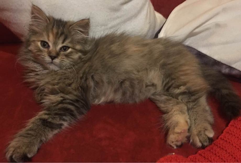 Mješanci main coona