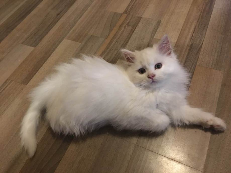 Mješanci main coona