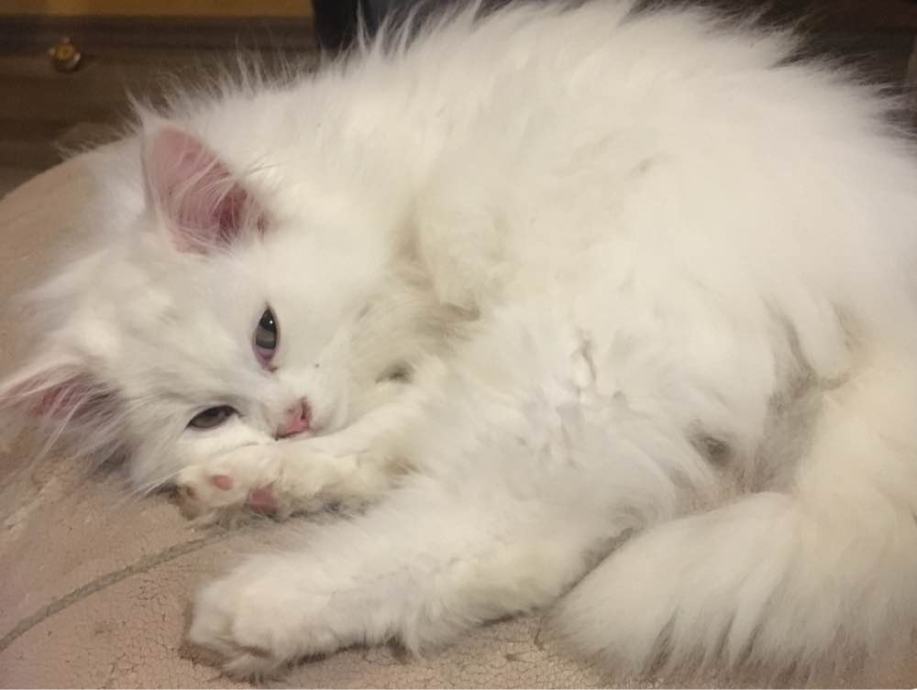 Mješanci main coona