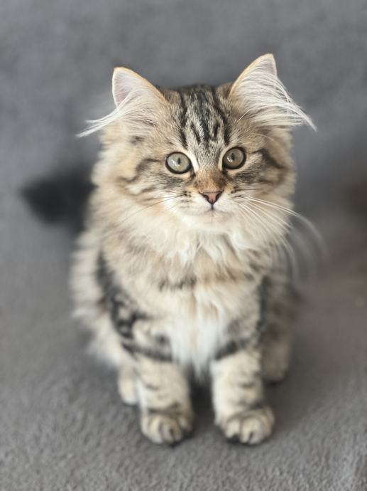 Sibirska mačka - mačići