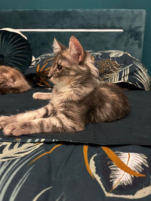 Norveška Šumska Mačka- Aurora Of Sigsten