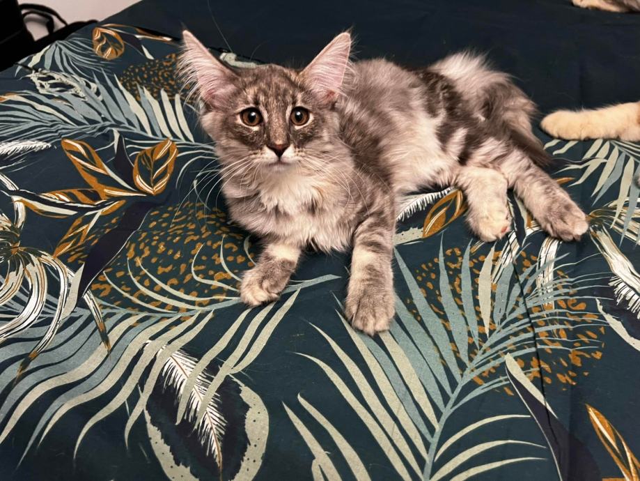 Norveška Šumska Mačka- Aurora Of Sigsten