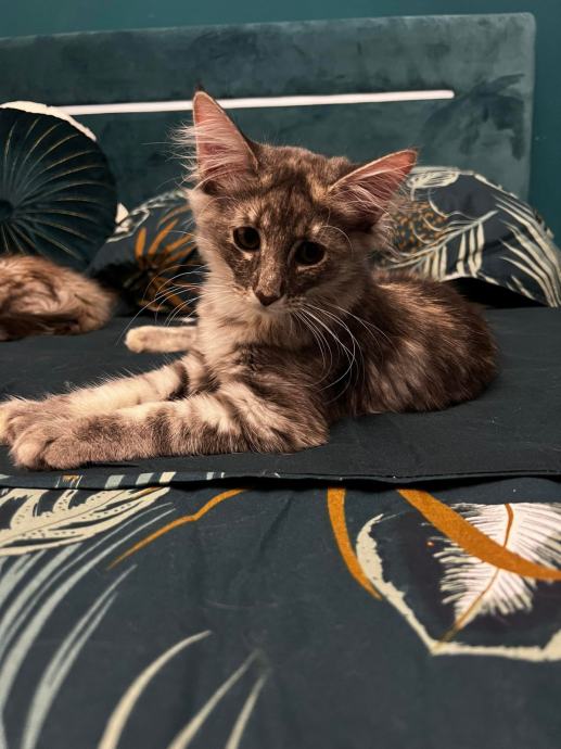 Norveška Šumska Mačka- Aurora Of Sigsten