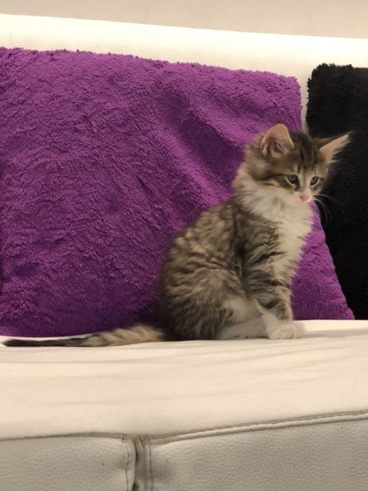 NORVEŠKA ŠUMSKA MAČKA - mačić MIDOLAS TEDDY