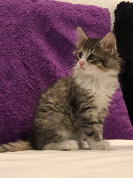 NORVEŠKA ŠUMSKA MAČKA - mačić MIDOLAS TEDDY