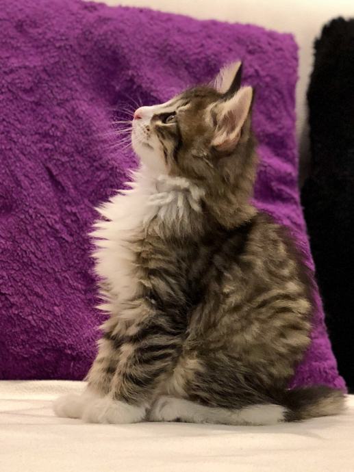 NORVEŠKA ŠUMSKA MAČKA - mačić MIDOLAS TEDDY