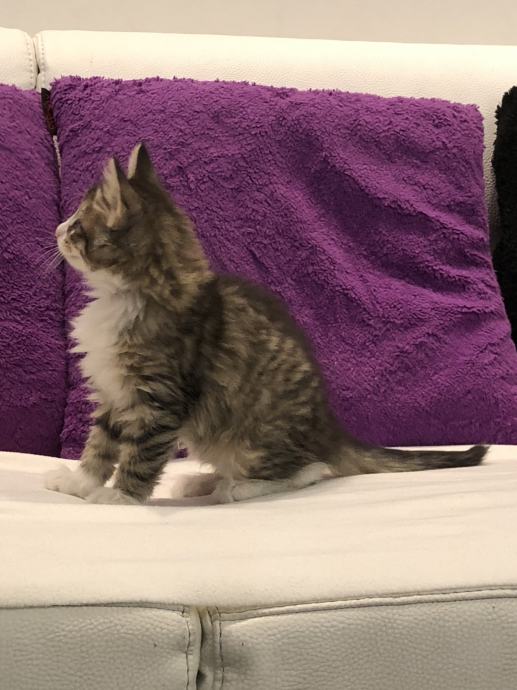 NORVEŠKA ŠUMSKA MAČKA - mačić MIDOLAS TEDDY