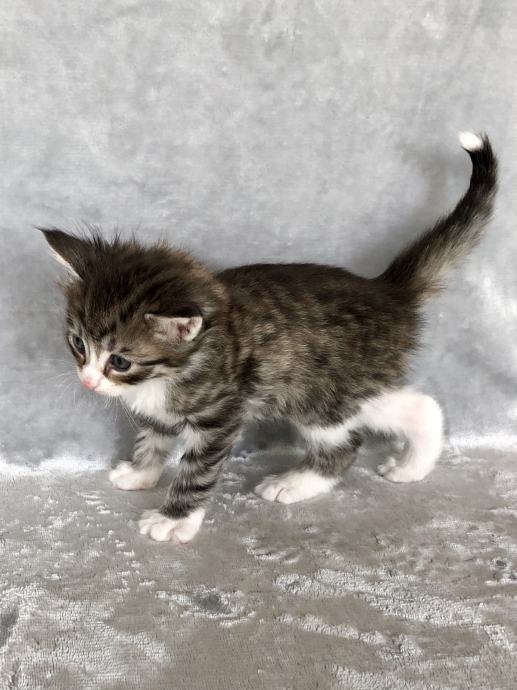 NORVEŠKA ŠUMSKA MAČKA - mačić MIDOLAS TIMMY