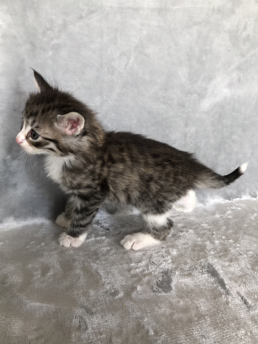 NORVEŠKA ŠUMSKA MAČKA - mačić MIDOLAS TIMMY