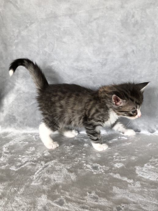 NORVEŠKA ŠUMSKA MAČKA - mačić MIDOLAS TIMMY