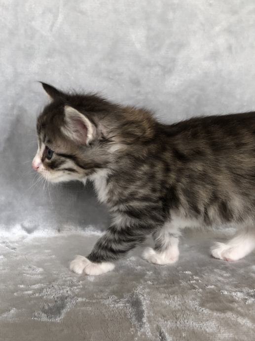 NORVEŠKA ŠUMSKA MAČKA - mačić MIDOLAS TIMMY