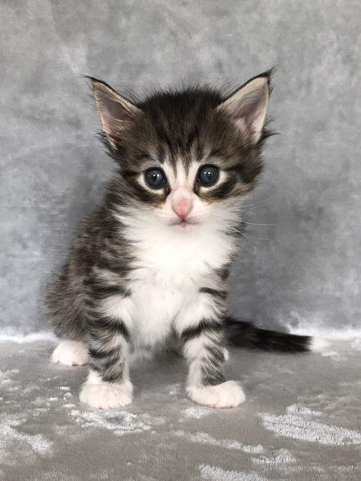 NORVEŠKA ŠUMSKA MAČKA - mačić MIDOLAS TIMMY