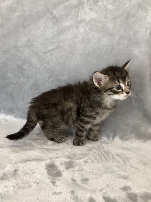 NORVEŠKA ŠUMSKA MAČKA - mačić MIDOLAS TOMMY