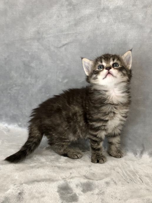 NORVEŠKA ŠUMSKA MAČKA - mačić MIDOLAS TOMMY