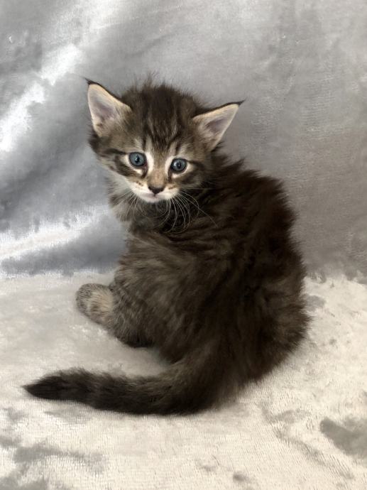 NORVEŠKA ŠUMSKA MAČKA - mačić MIDOLAS TOMMY