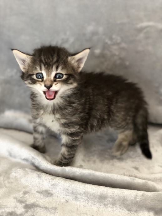 NORVEŠKA ŠUMSKA MAČKA - mačić MIDOLAS TOMMY