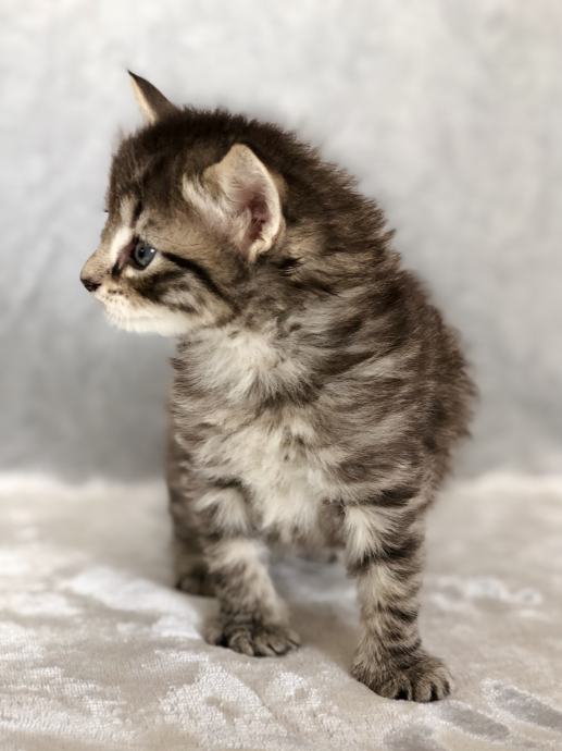 NORVEŠKA ŠUMSKA MAČKA - mačić MIDOLAS TOMMY