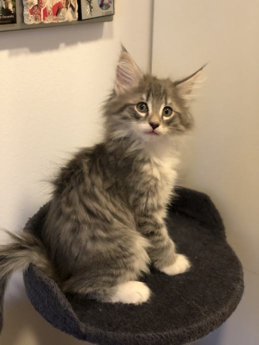 NORVEŠKA ŠUMSKA MAČKA - mačić MIDOLAS TOTO