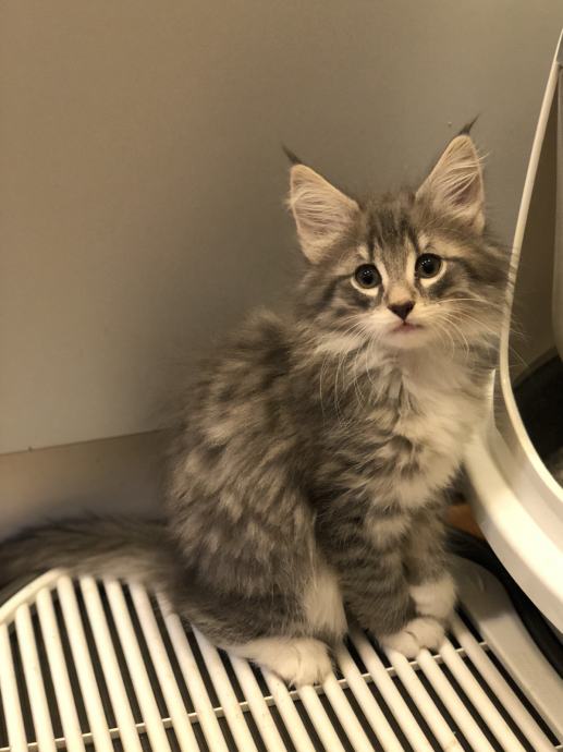 NORVEŠKA ŠUMSKA MAČKA - mačić MIDOLAS TOTO