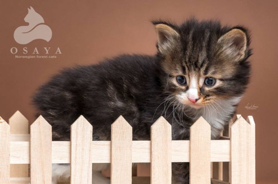 Norveška šumska mačka, norveški šumski mačići