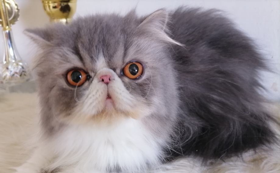 PERZIJSKA MAČKA SA RODOVNICOM