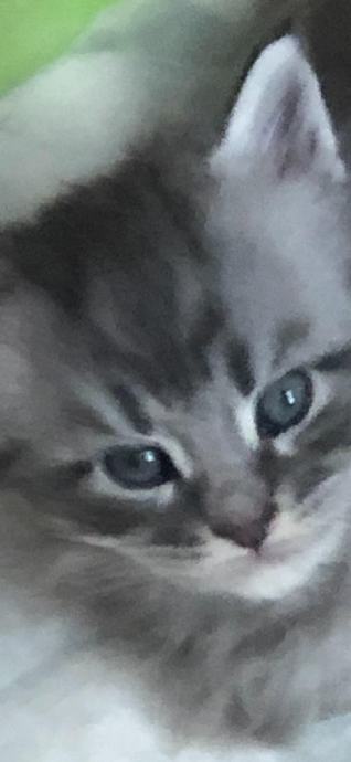 Plavi srebrni, tigrasti Maine Coon mačić s rodovnicom