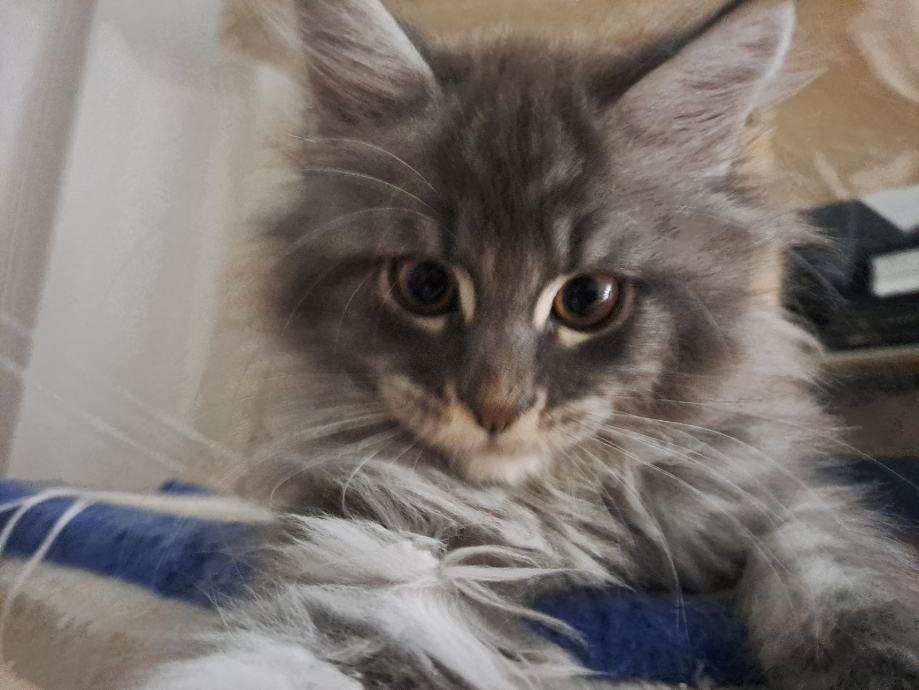 Plavi srebrni, tigrasti Maine Coon mačić s rodovnicom