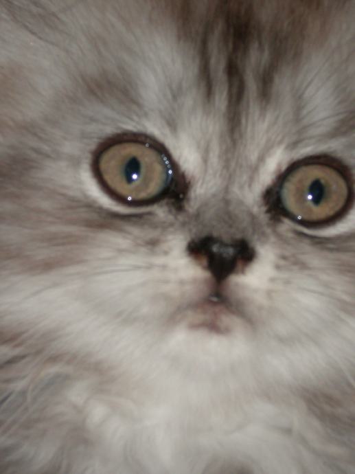 Predivne sivo tigraste perzijske mačkice i dvije bijele