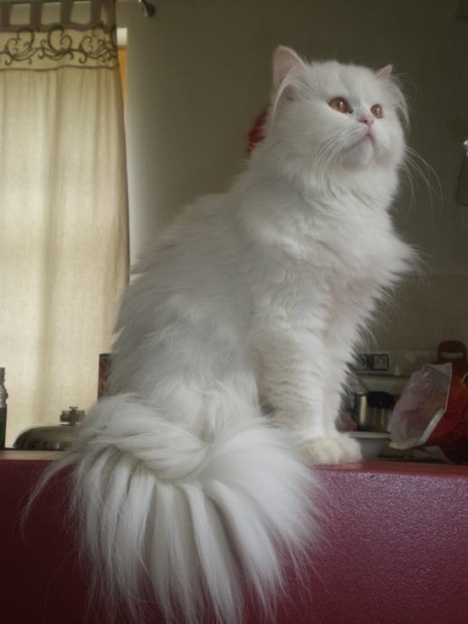 Predivne sivo tigraste perzijske mačkice i dvije bijele