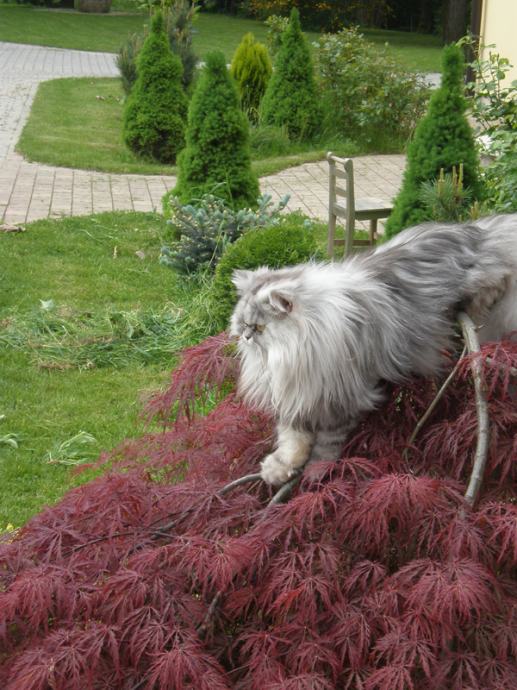 Predivne sivo tigraste perzijske mačkice i dvije bijele