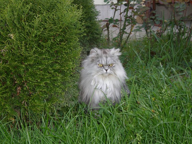 Predivne sivo tigraste perzijske mačkice i dvije bijele