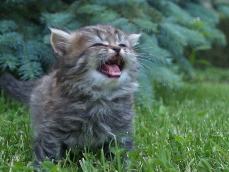 Predivne sivo tigraste perzijske mačkice i dvije bijele