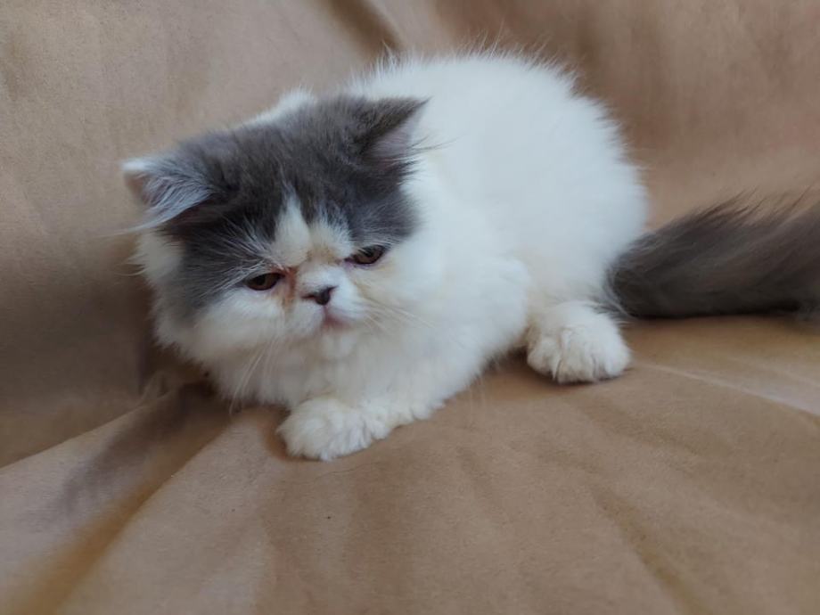 Preslatke persijske male mace divnog karaktera