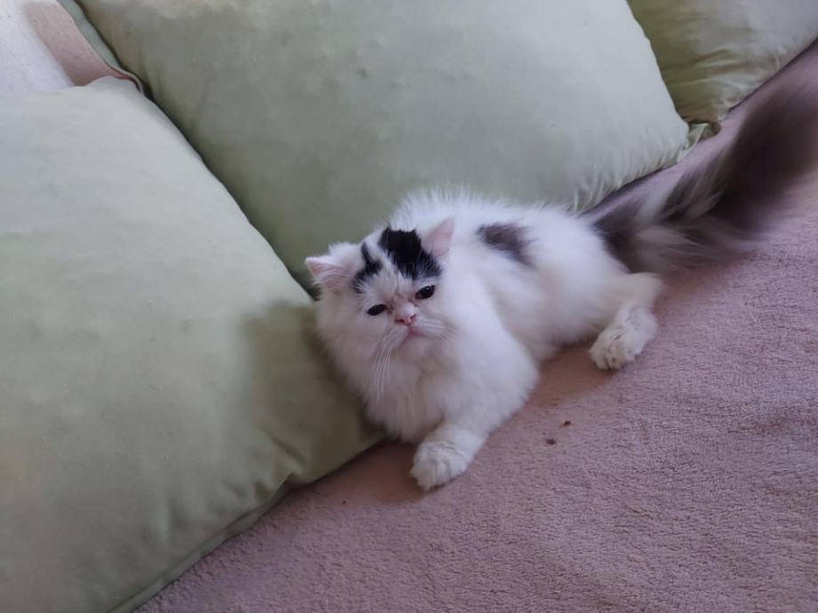 Preslatke persijske male mace divnog karaktera