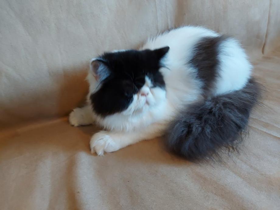 Preslatke persijske male mace divnog karaktera