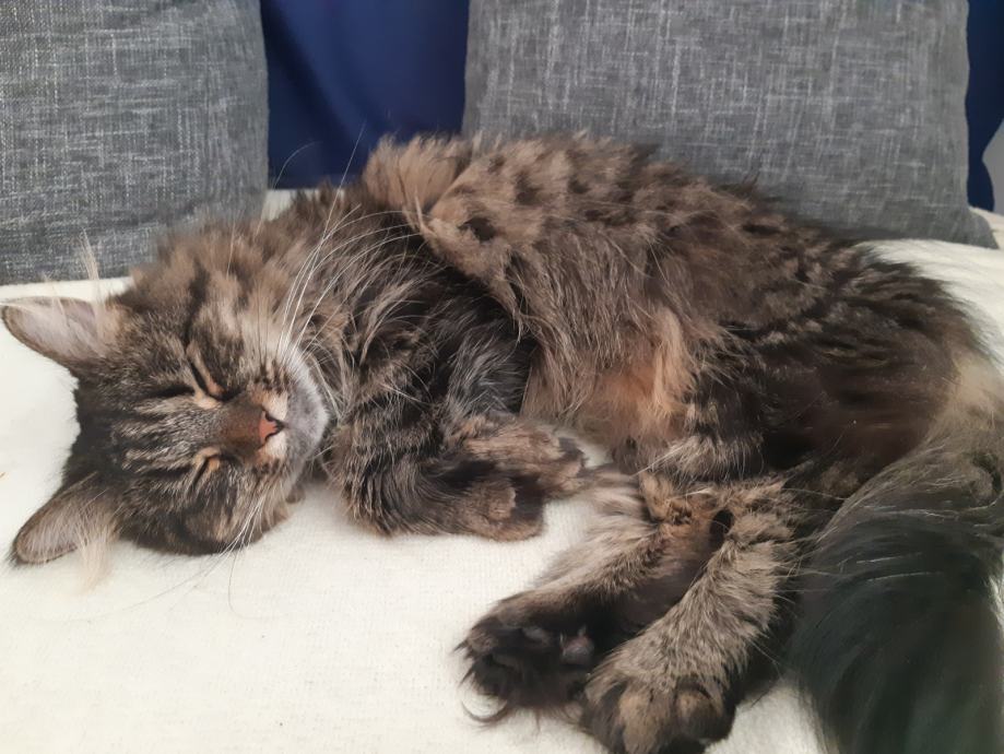 Prodaje se mjesanka main coona