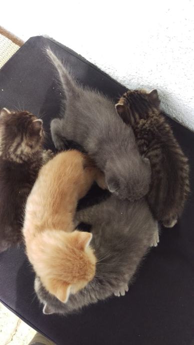 prodajem korat macice ( sivi macici )