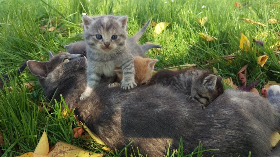 prodajem korat macice ( sivi macici )