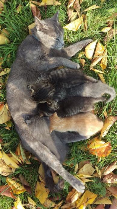 prodajem korat macice ( sivi macici )