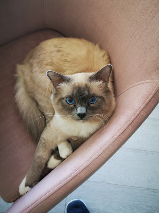 Prodajem mačka ragdoll