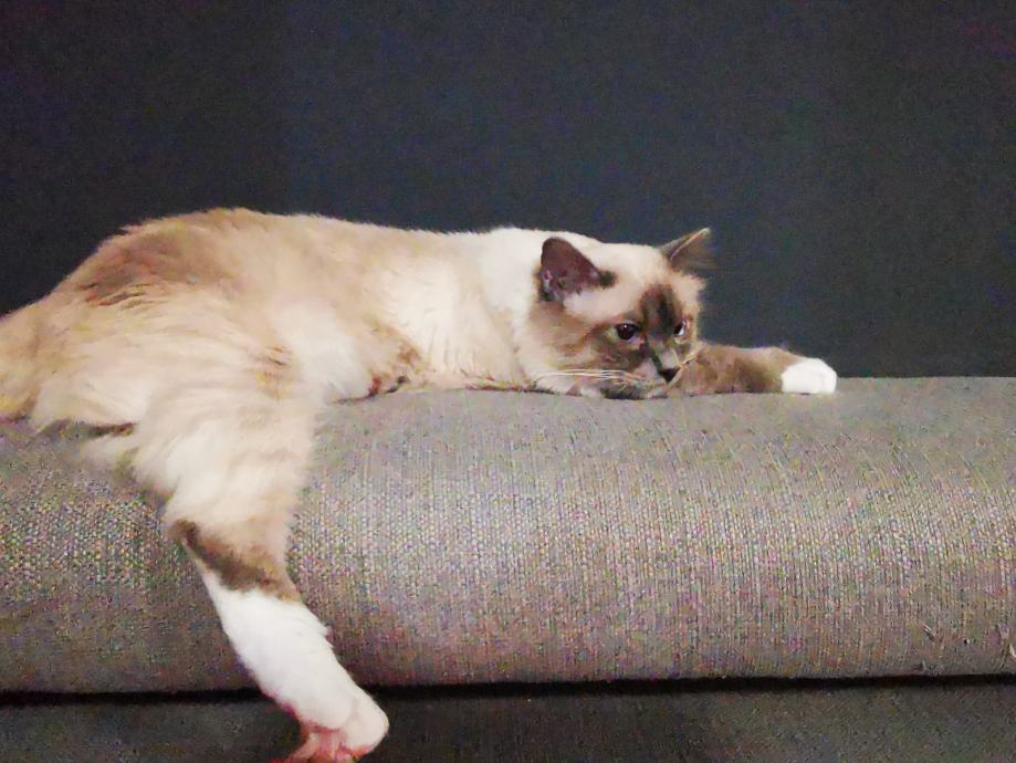 Prodajem mačka ragdoll