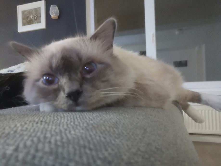 Prodajem mačka ragdoll