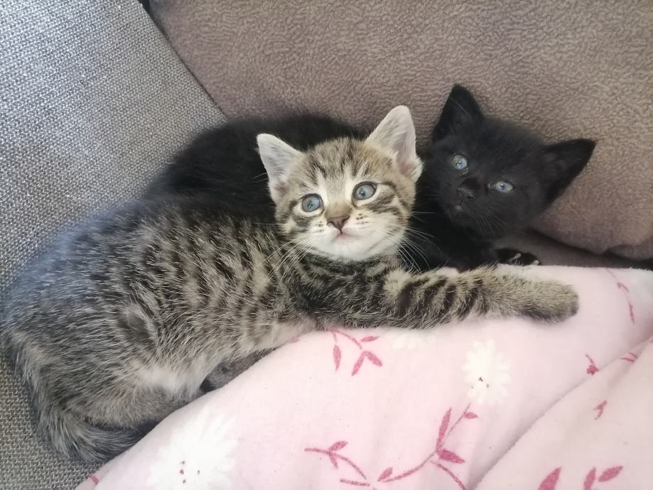 Crni i sivi mali ženski mačići