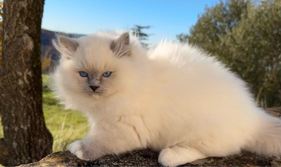 *ISTRIANPAWS RAGDOLL CATTERY* VRHUNSKI macici s WCF rodovnicom